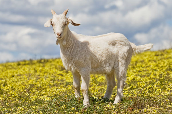 Is "Matilda The Harlem Goat" Back? Welcome The Weed Eating Goats Back ...