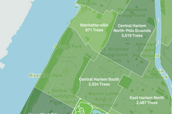 The NYC Street Tree Map, An Interactive Site Mapping The Trees From ...