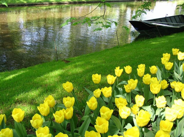 Modern Methods Of Tulip Planting In The Garden