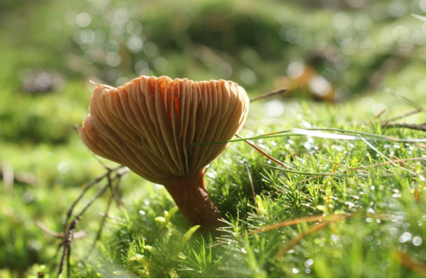 Mental Health Medical Benefits Of Psilocybin Mushrooms
