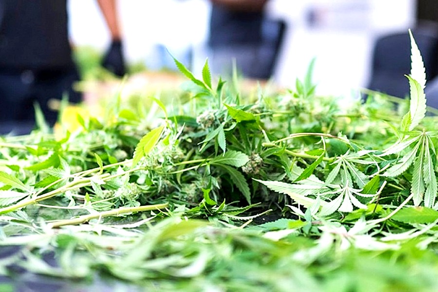 New York State Cannabis Control Board Approves Social & Economic Quality Plan