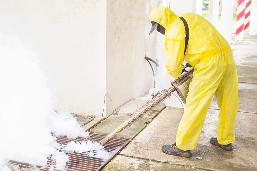 How To Resolve Pest Problems: Top Tips