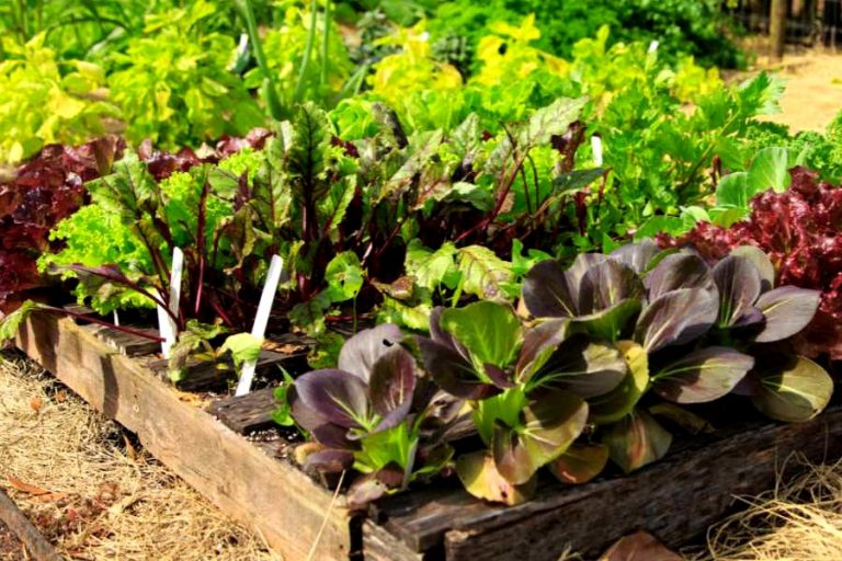 7 Steps And Tips To Start Growing Produce At Home In Harlem And Beyond