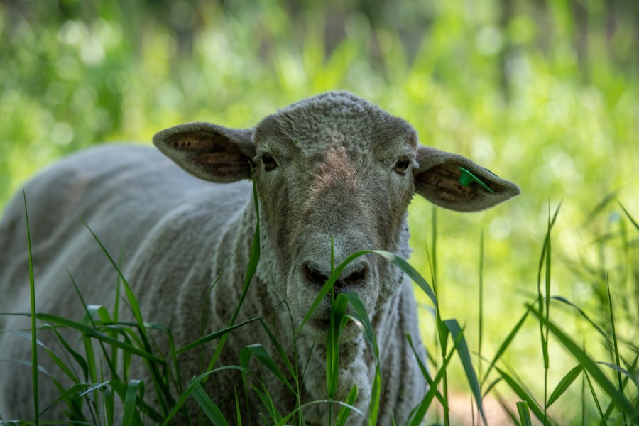 Governors Island Sheep Return: Iconic Landscaping Squad Baaaaack In Action!
