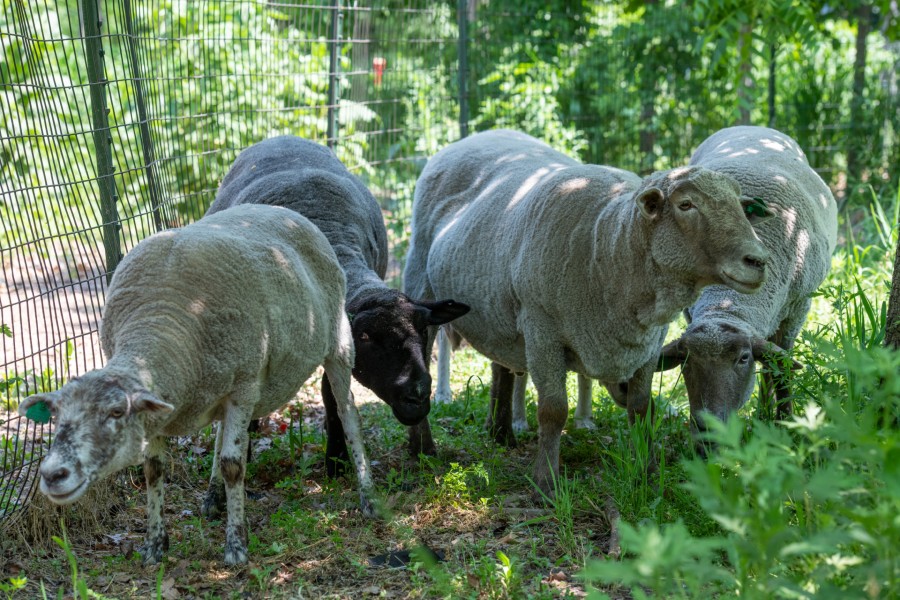 Governors Island Sheep Return: Iconic Landscaping Squad Baaaaack In Action!