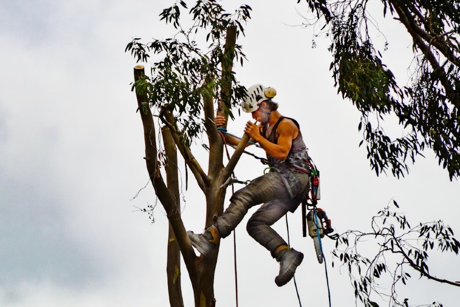 Sponsored Love: North Shore Tree Removal, A Step-By-Step Guide For ...