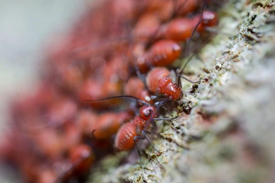 Top 5 Common Pests In Orange And How Experts Eliminate Them Effectively