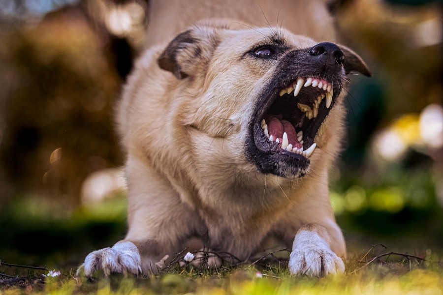 Fuze Bug Reviews - Top Trending FuzeBug Mosquito Zapper Worth The Hype?