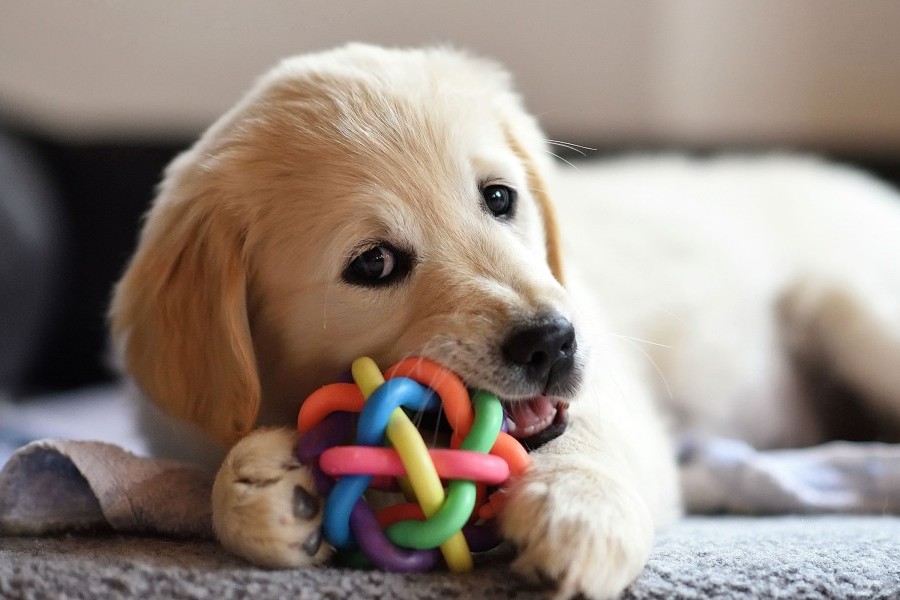 Harlem Legendary Howard "Sandman" Sims 1917 – 2003 (Video)