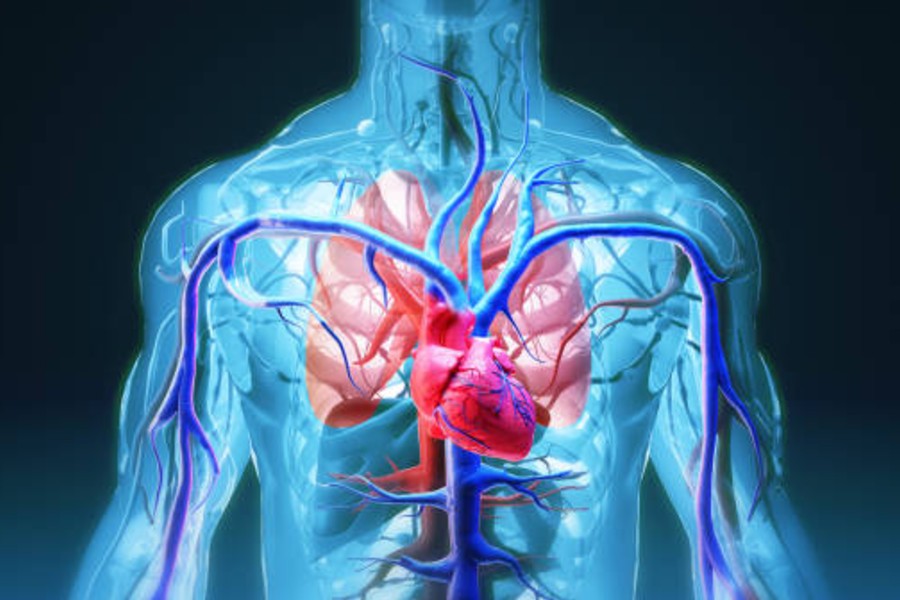 How The Aorta Powers Your Heart And Body: A Complete Guide Discover How ...