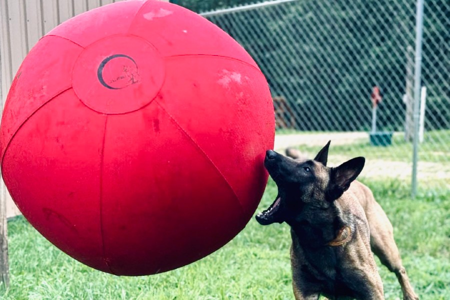 Sponsored Love: Urban Dog Enrichment, How CollieBall Provides ...