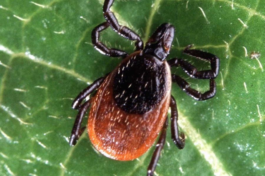 The Return Of The Ticks: Preventing The Ticks Coming To A Borough Near You