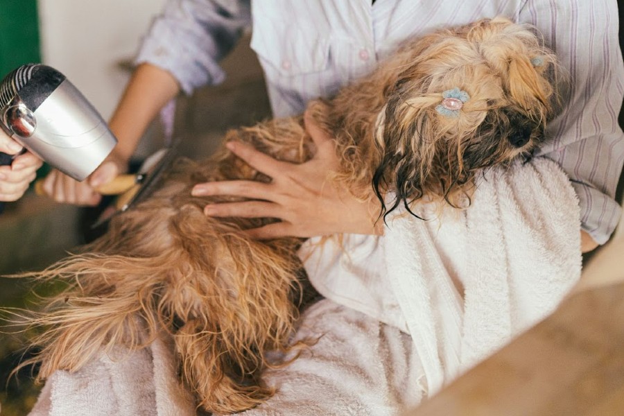 Setting Up A Pet Care Checklist With Vet Recommended Practices