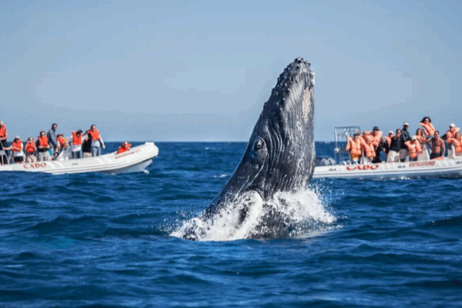 Charles Manuel "Sweet Daddy" Grace, Harlem NY 1881 - 1960 (Video)